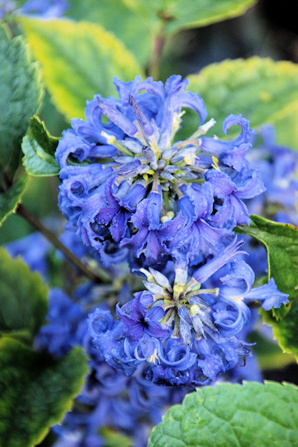 Clematis Gallery 313 - International Clematis Society