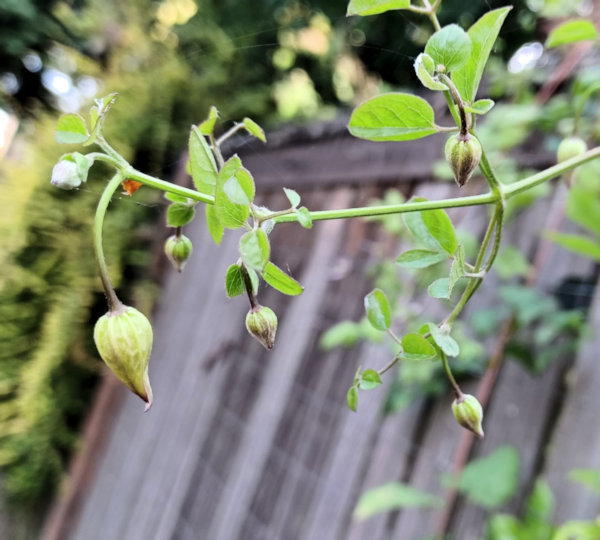 Clematis Gallery 335 - International Clematis Society