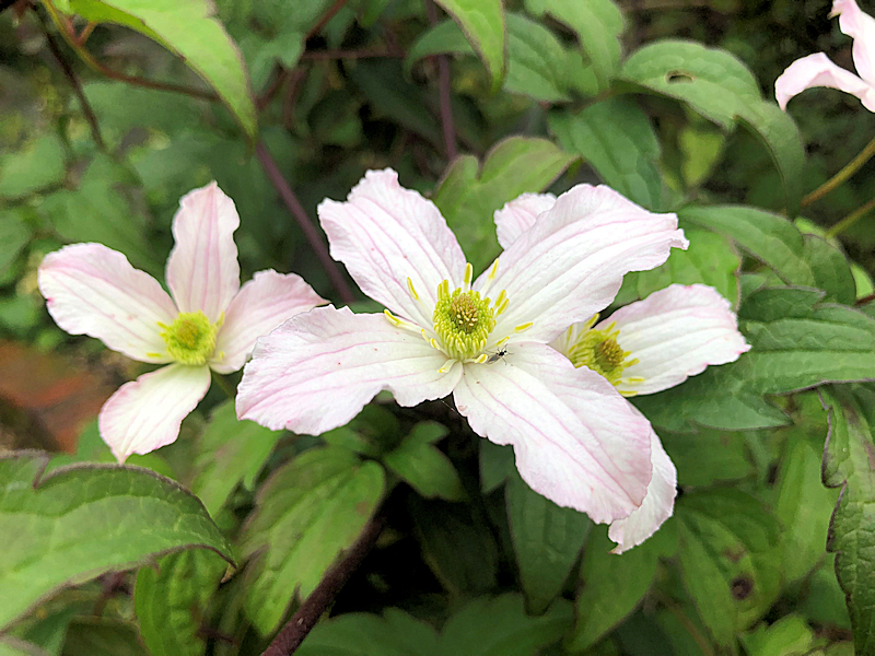 Clematis Gallery 341 - International Clematis Society