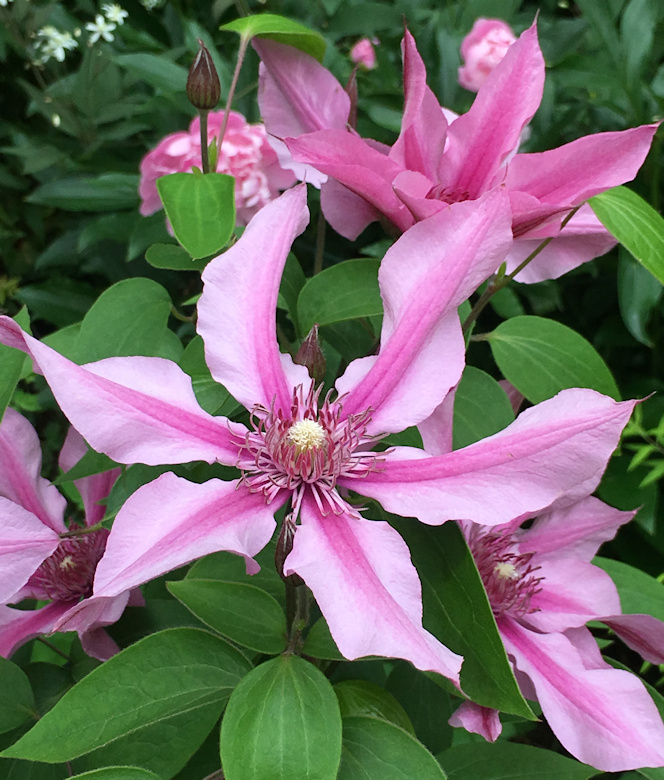 Clematis Gallery 344 - International Clematis Society